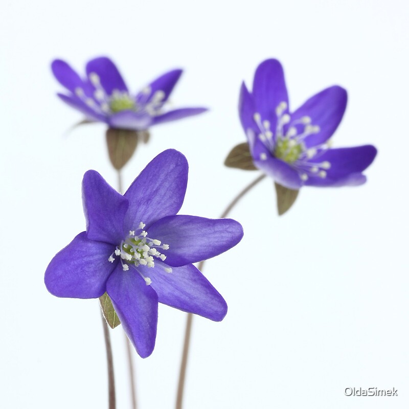 "liverleaf" by OldaSimek | Redbubble