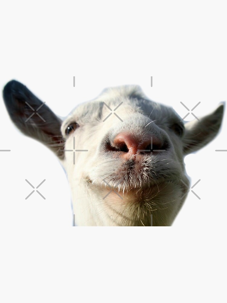 "Chevre Meme" Sticker by Miner5 | Redbubble