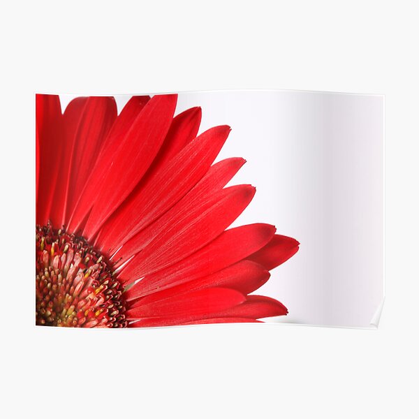 "Red gerber" Poster by romacz | Redbubble