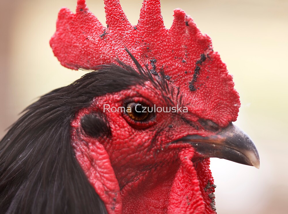 "Rooster with red comb" by Roma Czulowska | Redbubble