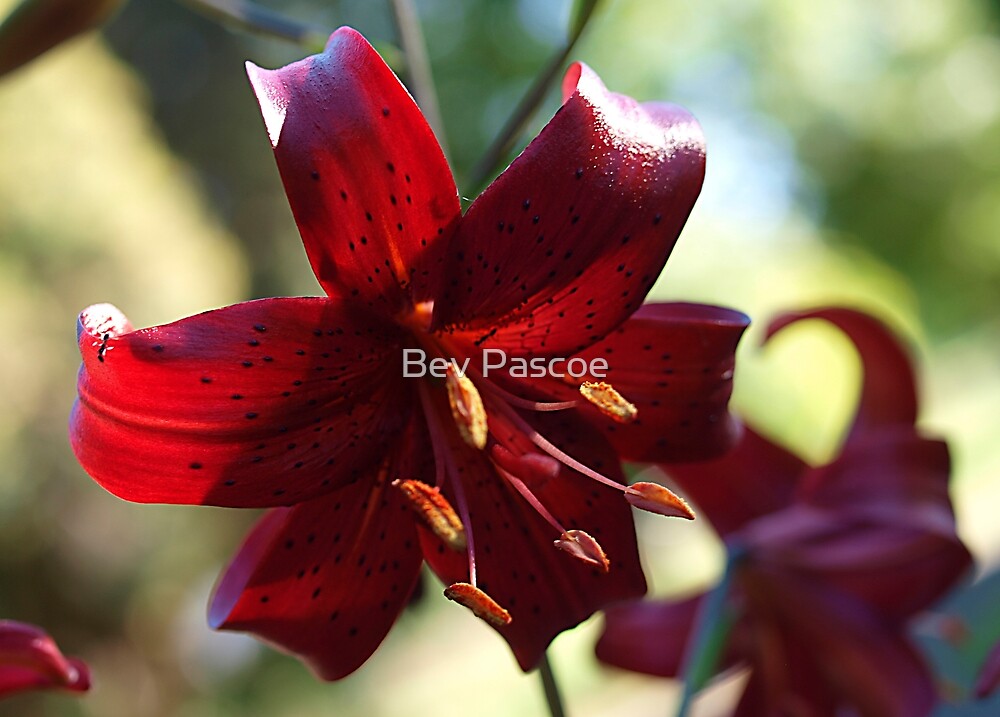 "Deep Red Tiger Lily" by Bev Pascoe | Redbubble
