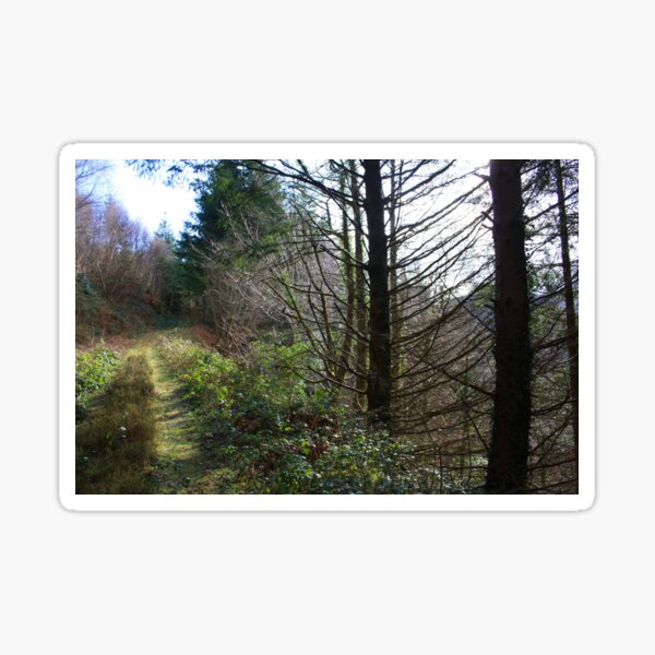 "Snowdonia Forest Path " Sticker for Sale by fairychamber | Redbubble
