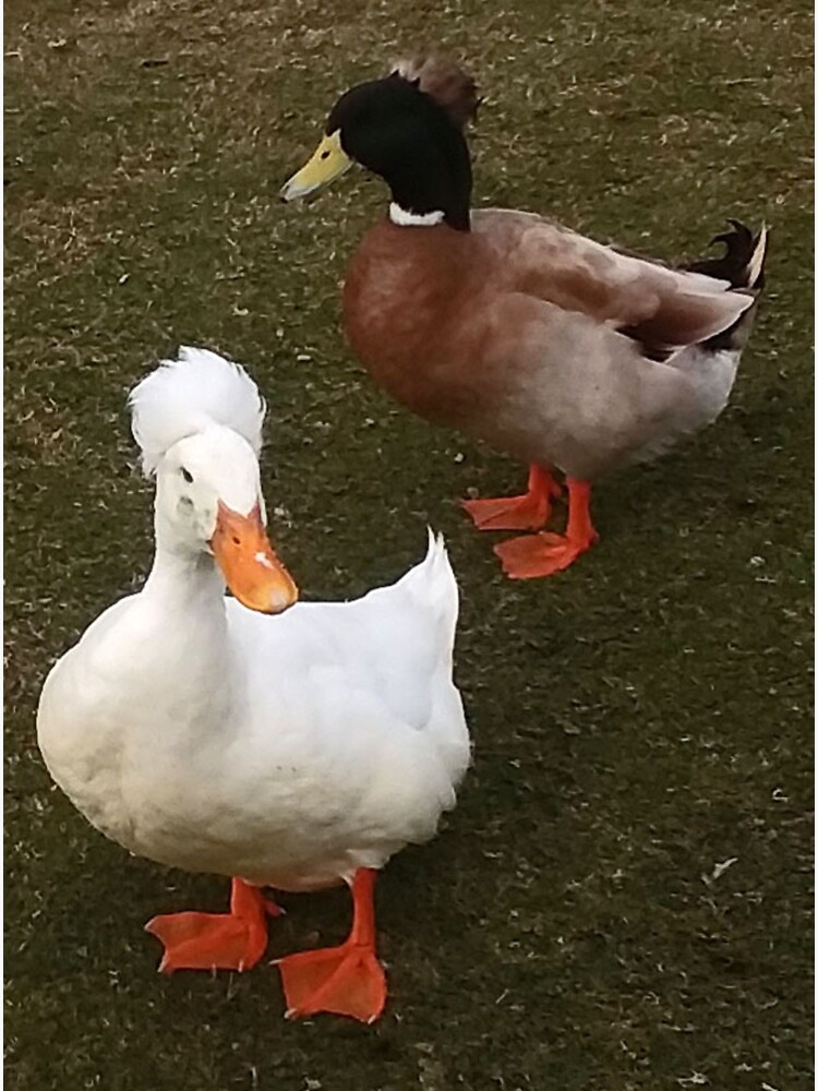 "MALE AND FEMALE PUFF HEAD DUCKS" Sticker by JAYMILO | Redbubble