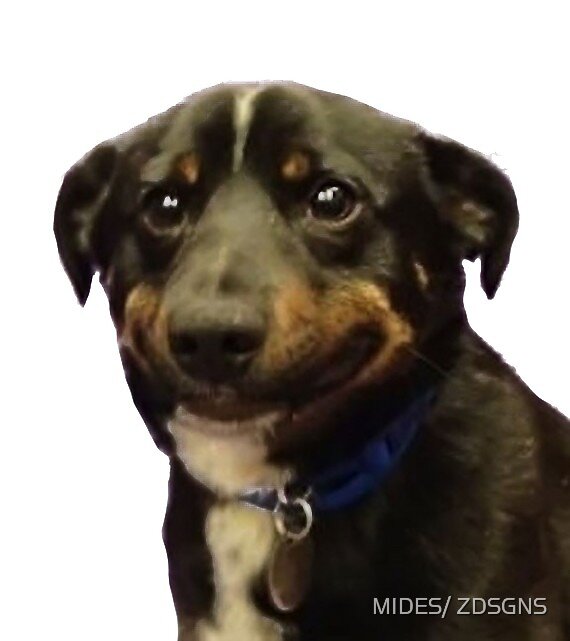 "sad smiling dog" by MIDES/ ZDSGNS | Redbubble