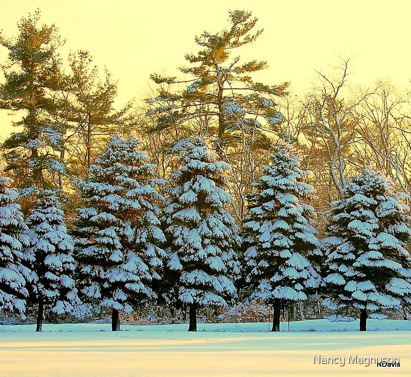 "Winter solace" by Nancy Magnuson | Redbubble