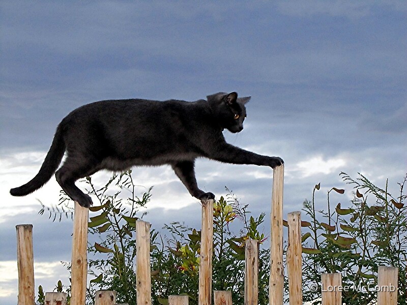 "Cat Walk" by © Loree McComb | Redbubble