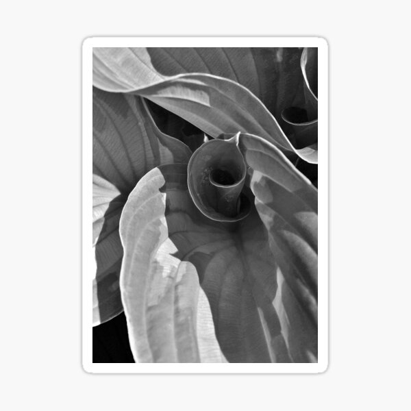 "Uncoiling Hostas" Sticker by Kathilee | Redbubble