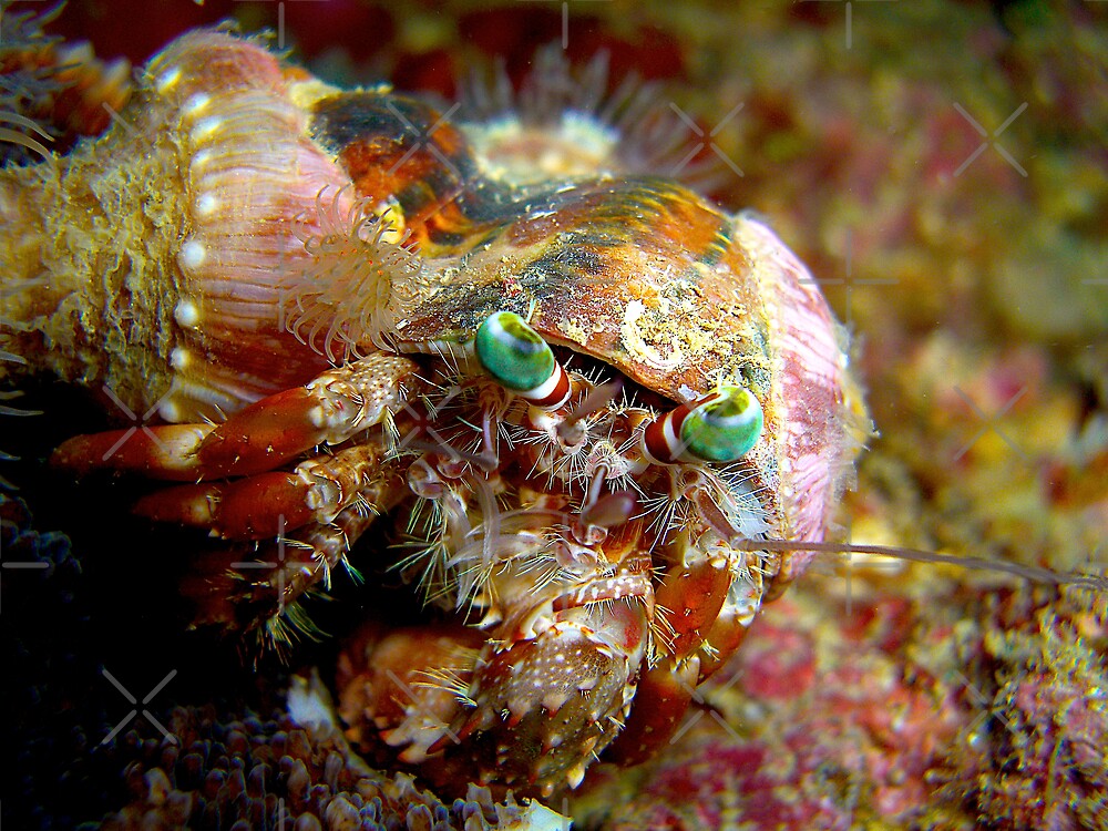 "Decorator Crab at "Arkdive" - Okinawa, Japan" by Michael Powell ...