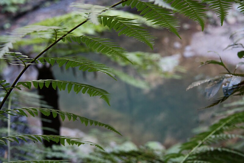 "Tree fern at Coal Pond" by artrate | Redbubble