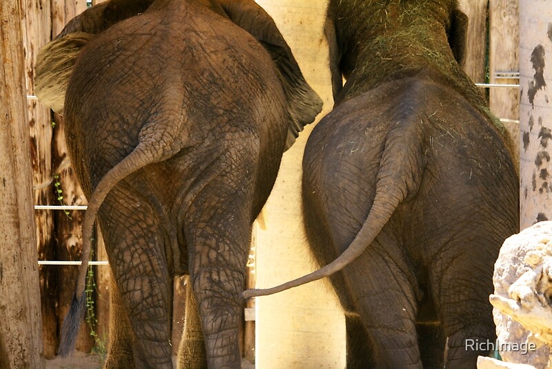 "Fly Swatting Elephant Style.." by RichImage | Redbubble