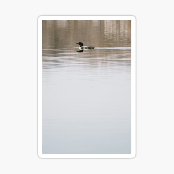 "Common Loon" Sticker for Sale by SaraMontour | Redbubble