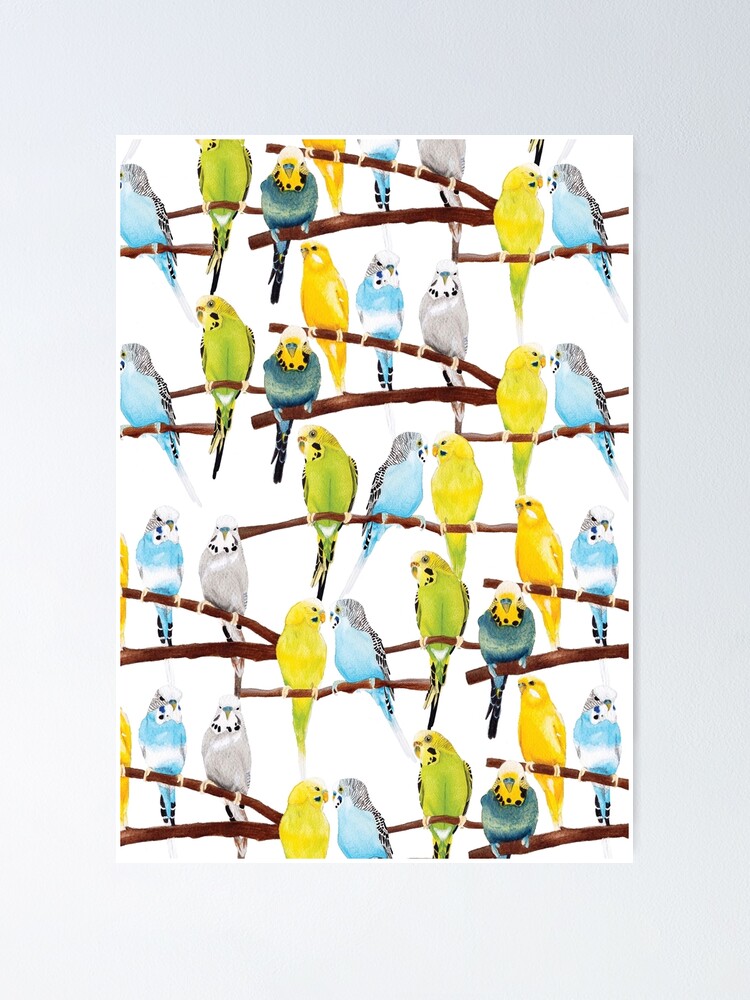 "Budgie pattern watercolour" Poster by KellyAtten | Redbubble