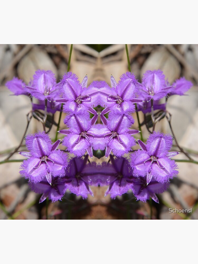 "common fringe-lily flower Australia Thysanotus tuberosus kaleidoscope ...
