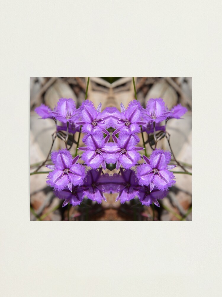 "common fringe-lily flower Australia Thysanotus tuberosus kaleidoscope ...