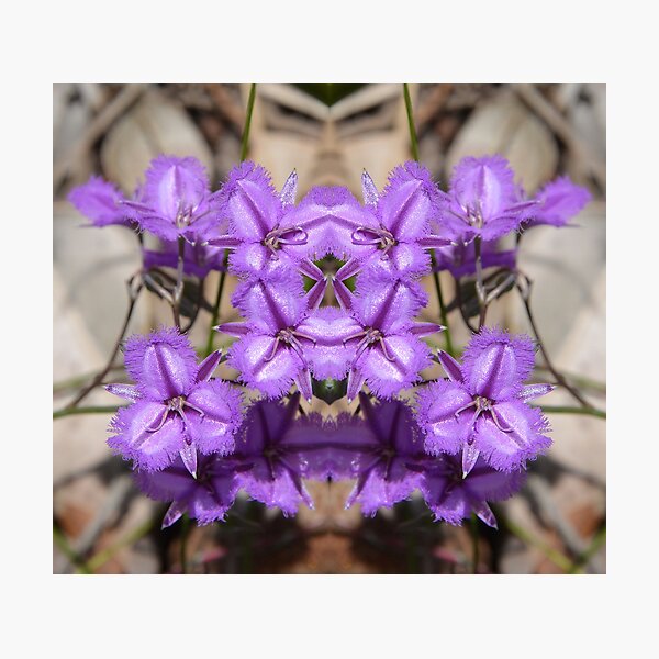 "common fringe-lily flower Australia Thysanotus tuberosus kaleidoscope ...
