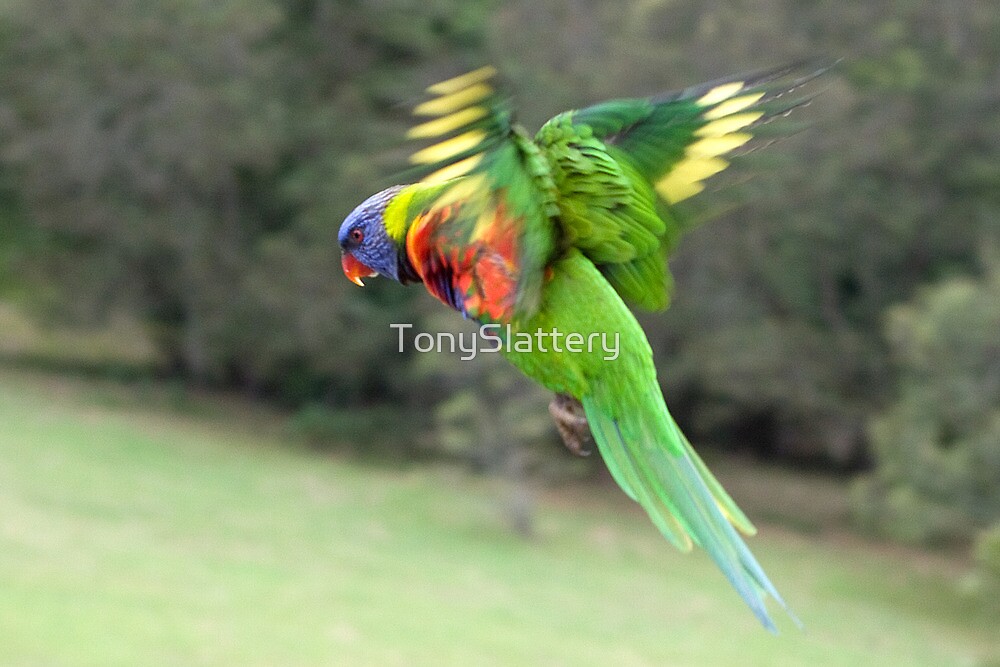 "Rainbow Lorikeet in Flight" by TonySlattery | Redbubble