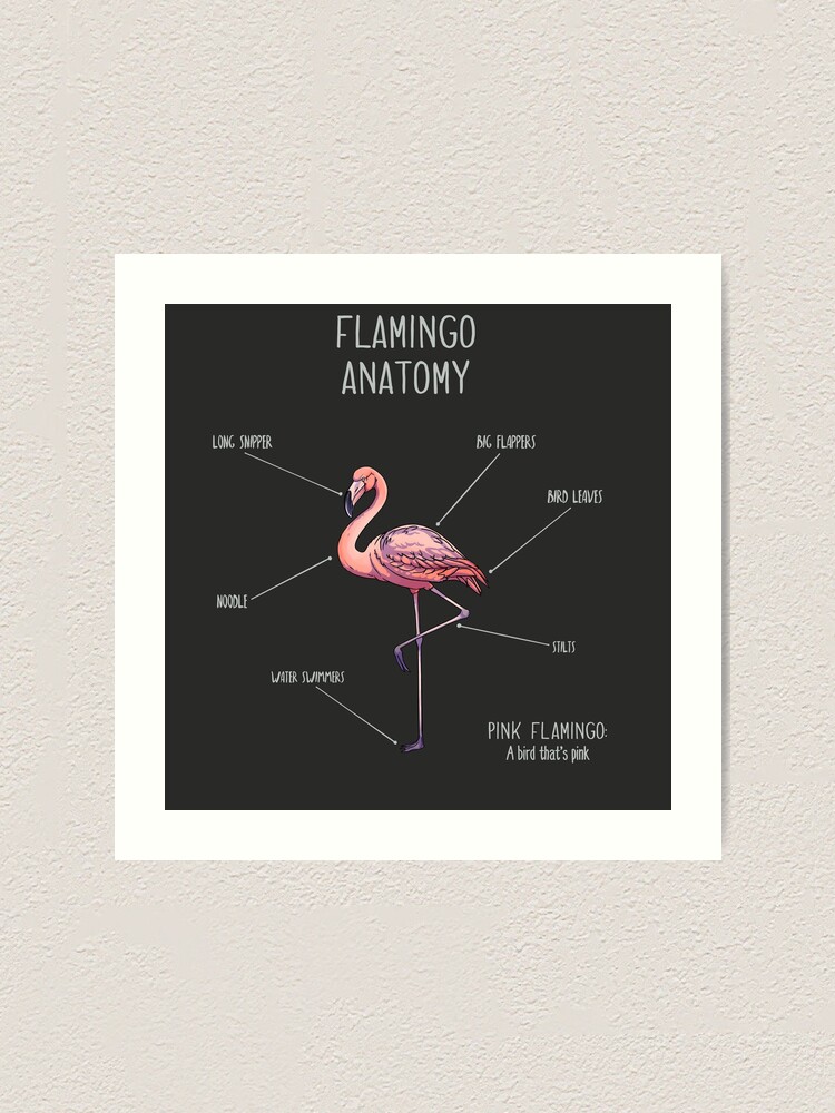 "Flamingo anatomy" Art Print for Sale by AnimalArtist | Redbubble