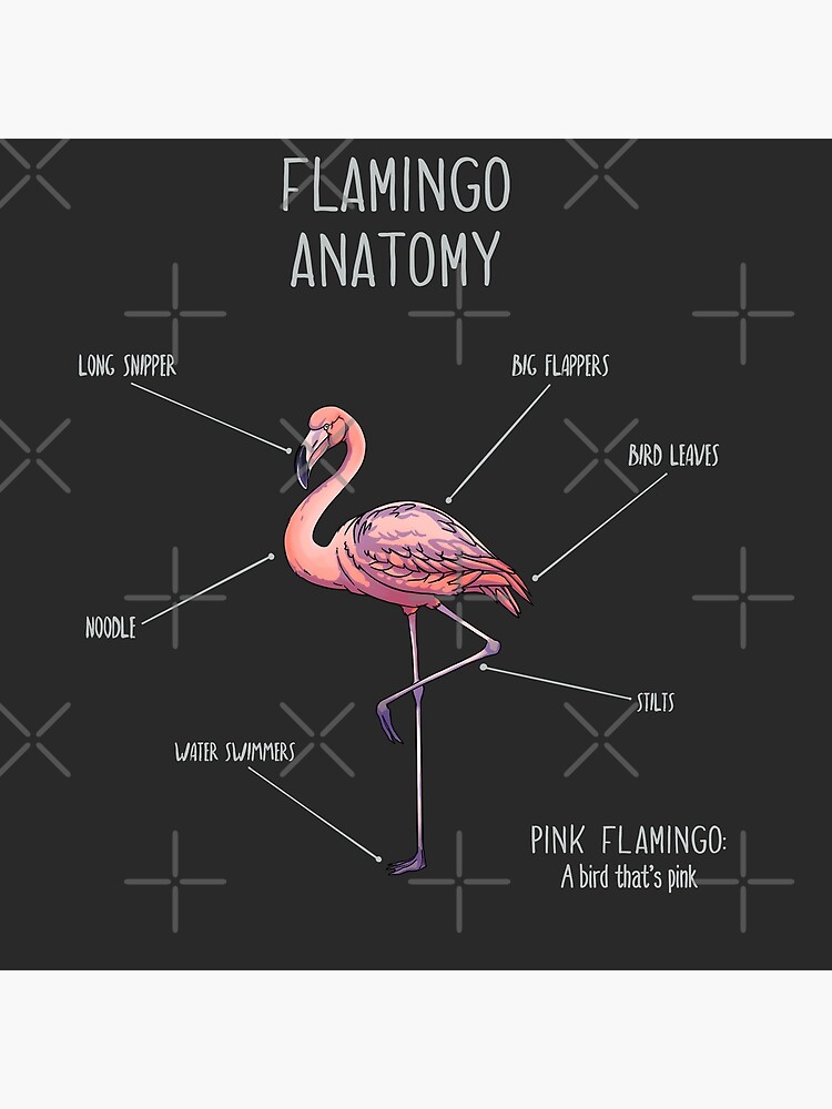 "Flamingo anatomy" Art Print by AnimalArtist | Redbubble