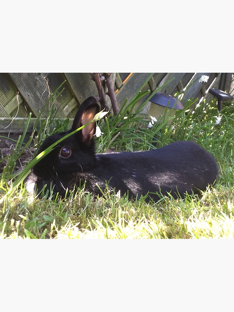 "Black Rabbit aesthetic " Sticker by Pa-tr0-clus | Redbubble