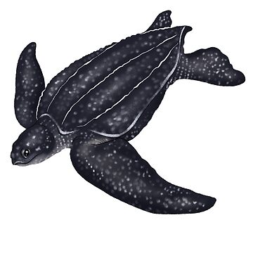 "Leatherback sea turtle" Sticker for Sale by Kdanielleart | Redbubble