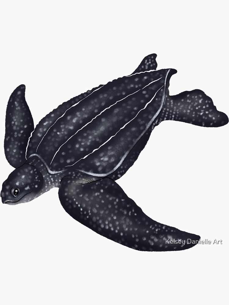 "Leatherback sea turtle" Sticker for Sale by Kdanielleart | Redbubble