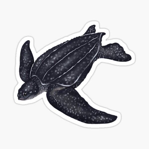 "Leatherback sea turtle" Sticker for Sale by Kdanielleart | Redbubble