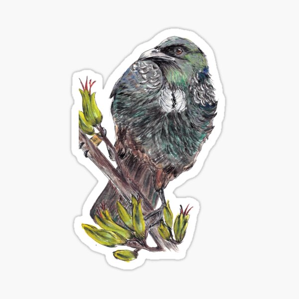 "New Zealand Tui" Sticker by walkinghumility | Redbubble