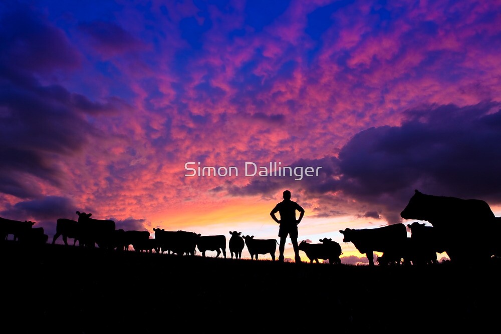 "Angus Cattle Farmer on Sunset in Yackandandah" by Simon Dallinger ...