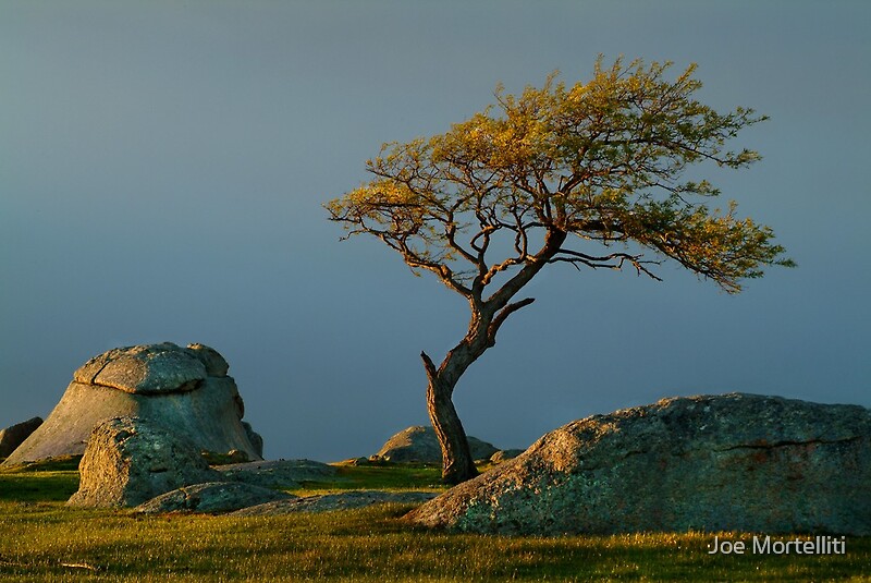"Dog Rocks, Batesford Victoria" by Joe Mortelliti | Redbubble