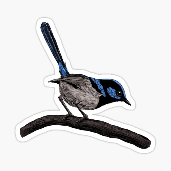 "Fairy wren drawing" Sticker for Sale by katerinamk | Redbubble