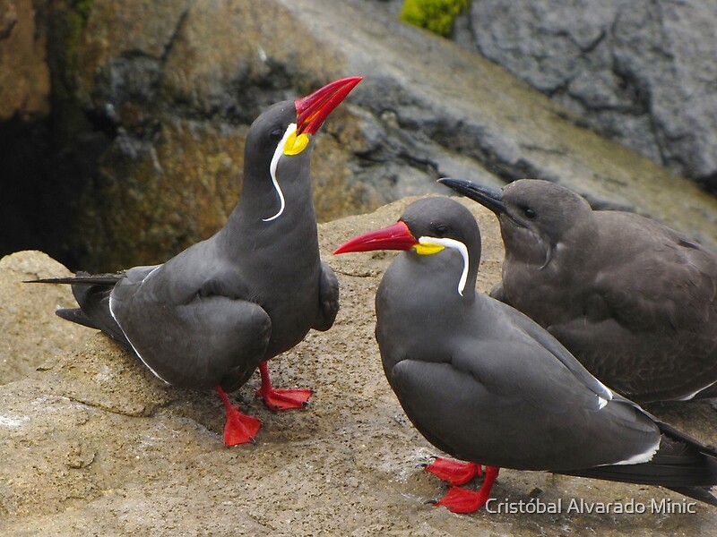 "Inca Tern" by Cristóbal Alvarado Minic | Redbubble