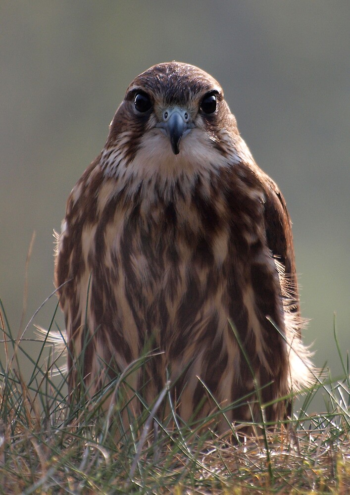 "A rare Merlin Falcon in Wales, UK." by purpleharrier | Redbubble