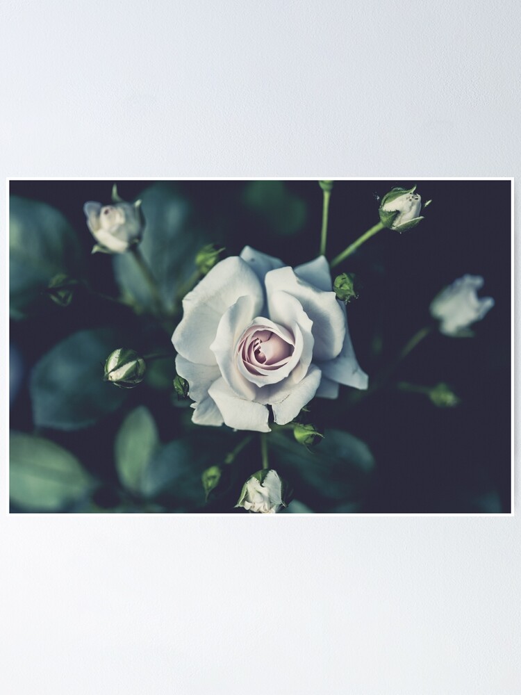 "Pure white rose" Poster for Sale by DelightfulArts | Redbubble