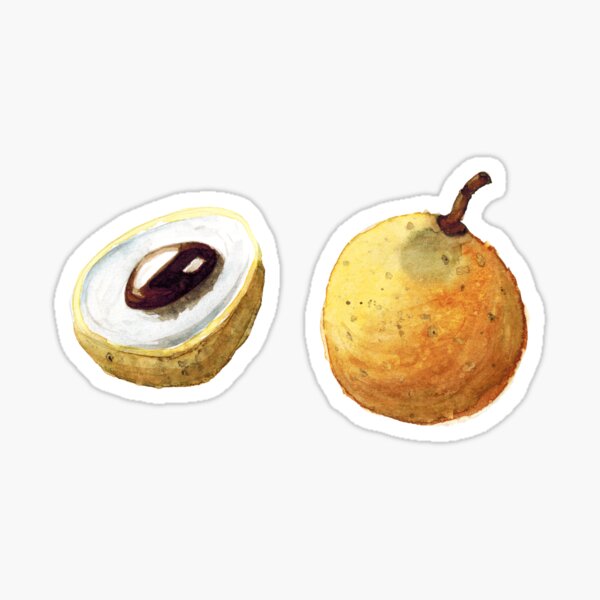 "Hand drawn watercolor sketch illustration of Dimocarpus longan and ...