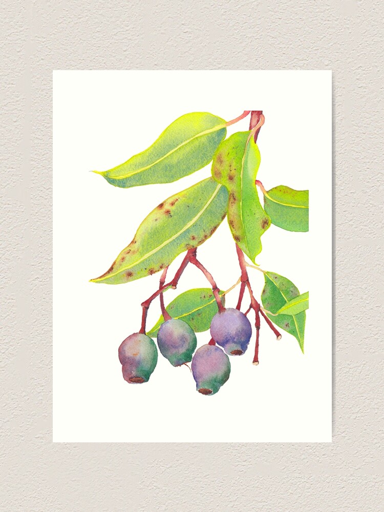 "Gum tree branch with gumnuts - watercolour" Art Print for Sale by ...