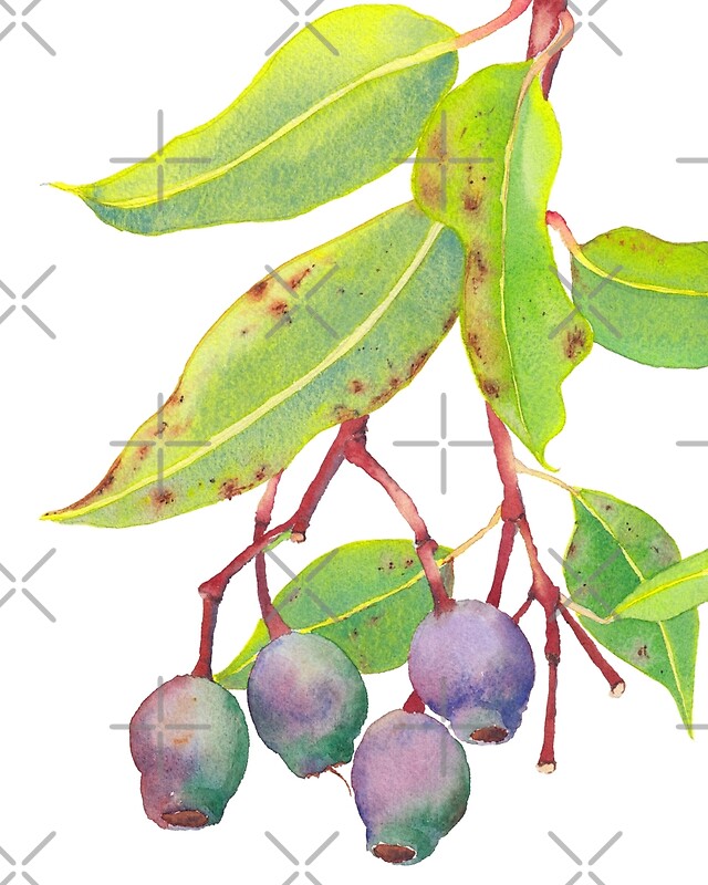 "Gum tree branch with gumnuts - watercolour" by Zoya Makarova | Redbubble