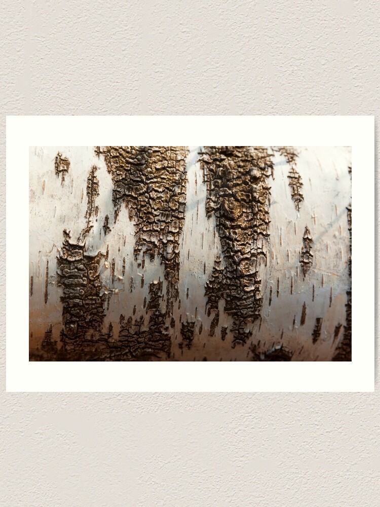 "Birch Gradient Texture" Art Print for Sale by textural | Redbubble