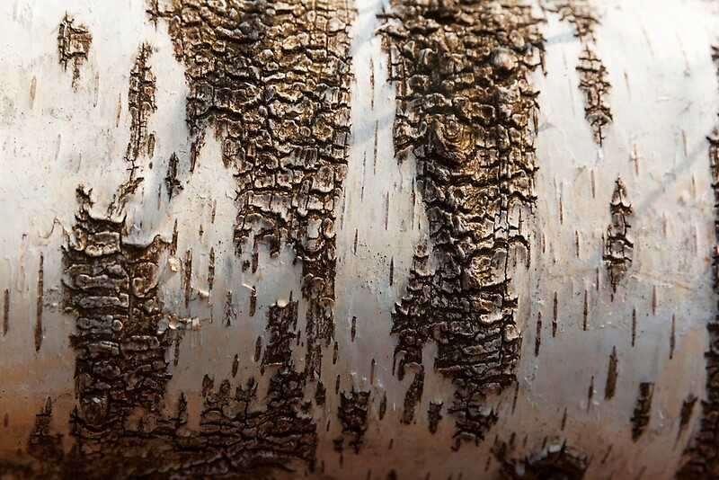 "Birch Gradient Texture" by textural | Redbubble