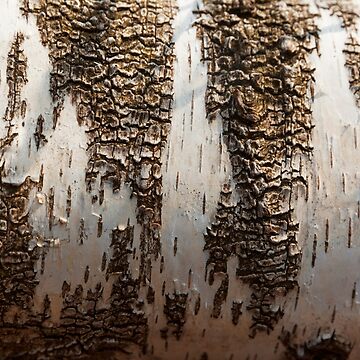 "Birch Gradient Texture" Art Print for Sale by textural | Redbubble