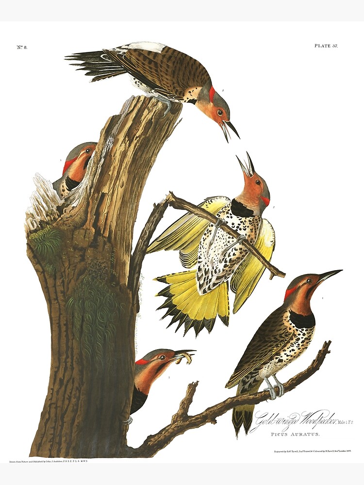 " Northern Flicker - John James Audubon " Art Print for Sale by ...