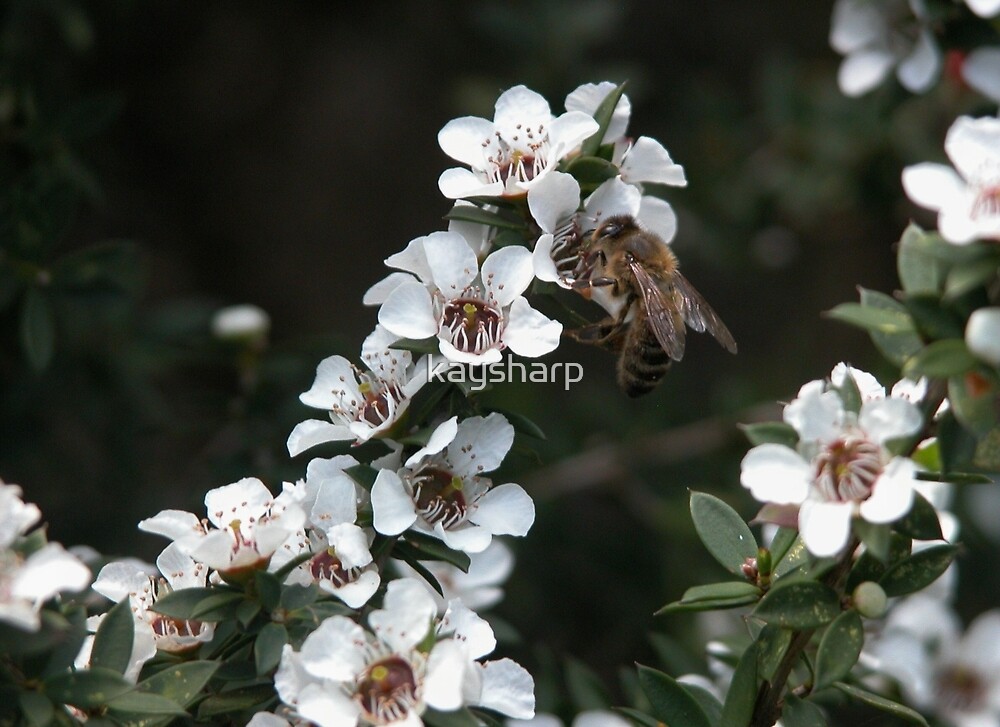 "Bee on a Tea Tree Blossom, Boat Harbour, Tasmania, Australia." by ...
