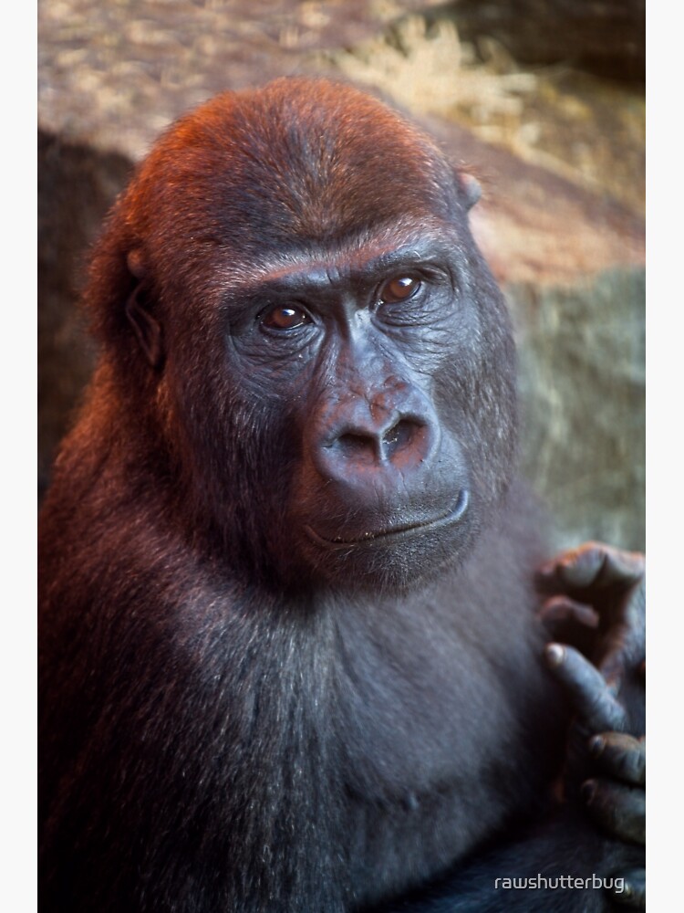 "Gorilla Lope Portrait" Sticker for Sale by rawshutterbug | Redbubble