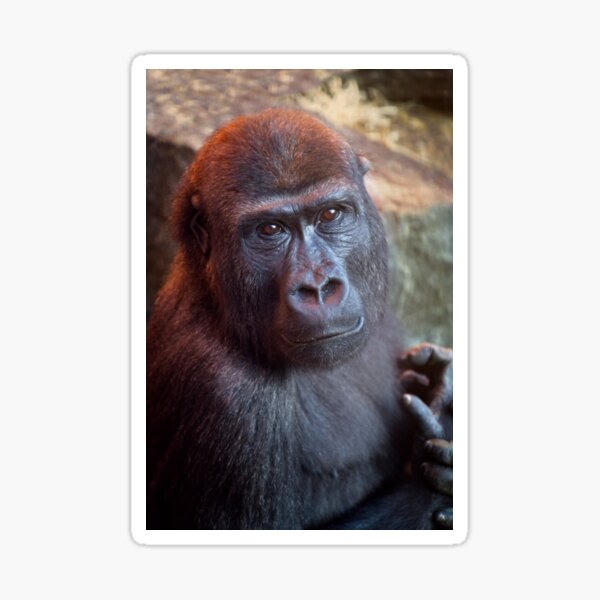 "Gorilla Lope Portrait" Sticker for Sale by rawshutterbug | Redbubble