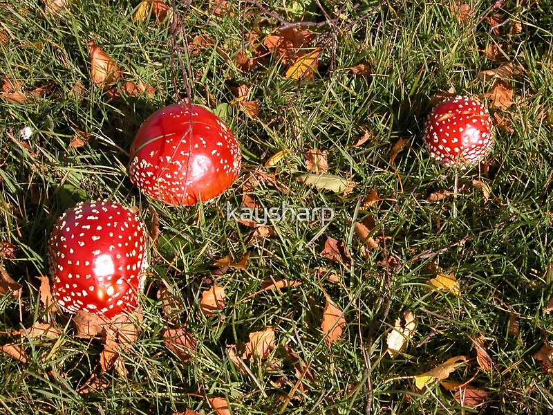 "Red Toadstools, Waratah, Tasmania, Australia." by kaysharp | Redbubble