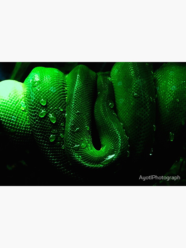 "Emerald Tree Boa" Poster for Sale by AyotlPhotograph | Redbubble