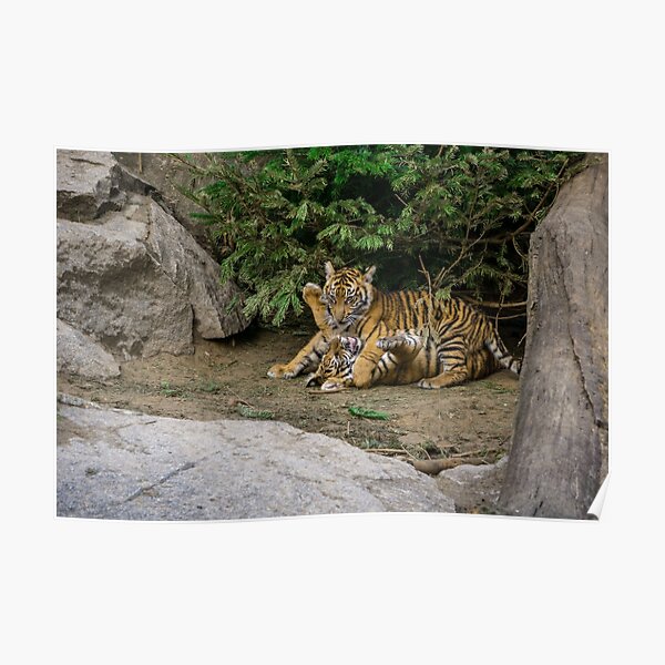 "Sumatran Tiger" Poster for Sale by PingiPinguin | Redbubble