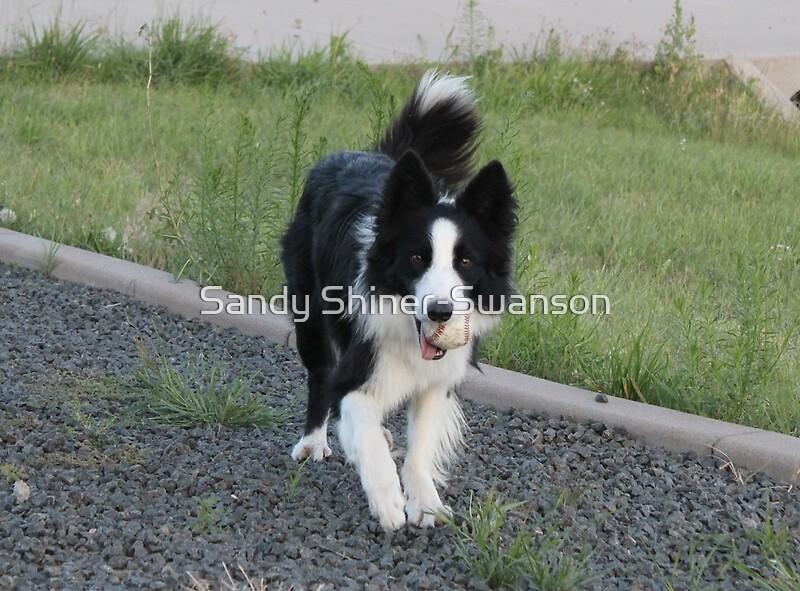 "Cody Fetcher" by Sandy Shiner-Swanson | Redbubble