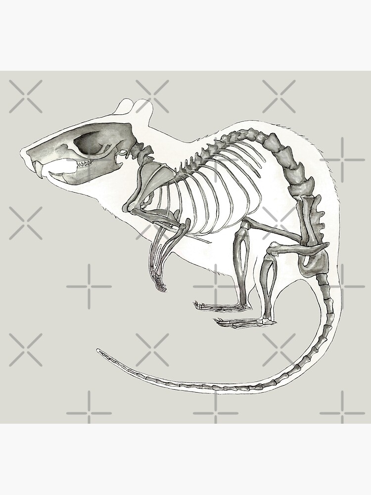 Hoja De Trabajo De Anatomía De La Rata Imágenes De Anatomia Raton