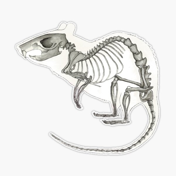 Rat Skeleton Drawing Nesting Skull By *oodreysmart On DeviantART