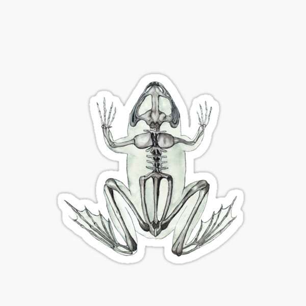 Anatomía De Una Rana Disecada Disección De Kind Frog: Guía Para El